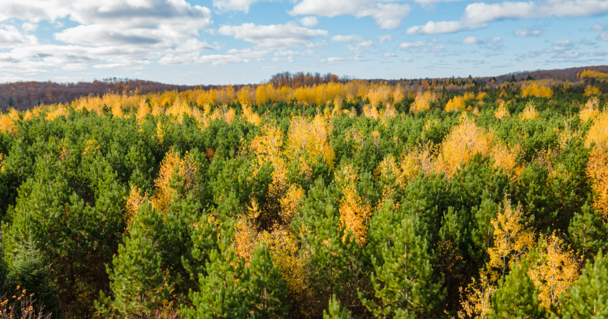 AFM Real Estate | Landowner Tip: Maximize Timberland Tax Benefits…