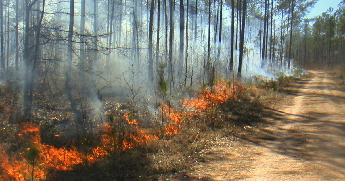 AFM Real Estate | Fire in the Forest | AFM Real Estate