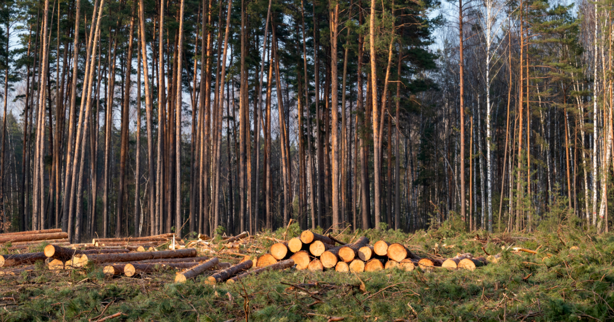 AFM Real Estate | Land Outlook 2026: What Timberland Owners Should Be…